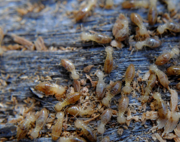 What Should You Know About the Termites of Australia Before They Invade?